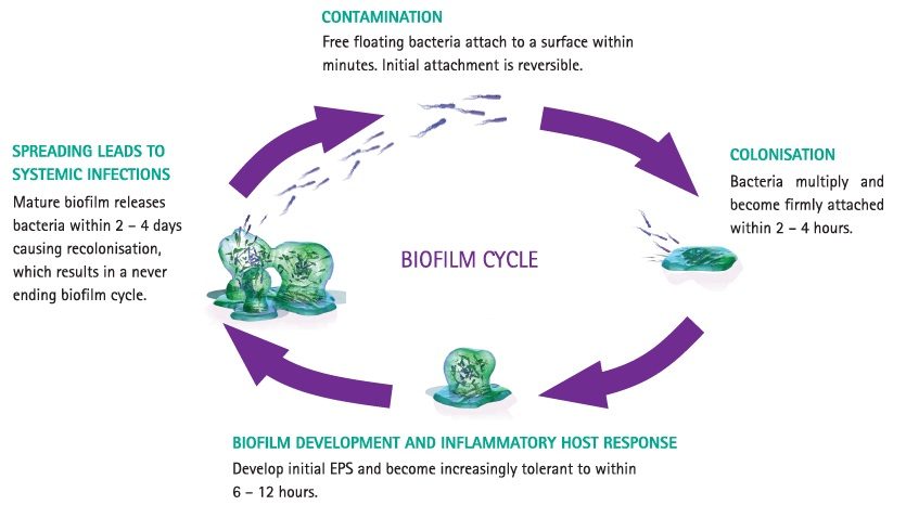 Biofilm pathways: assessment and management – BJN Inform