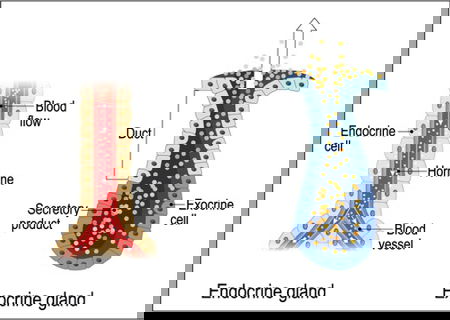 Endocrine system: anatomy and associated disorders – BJN Inform